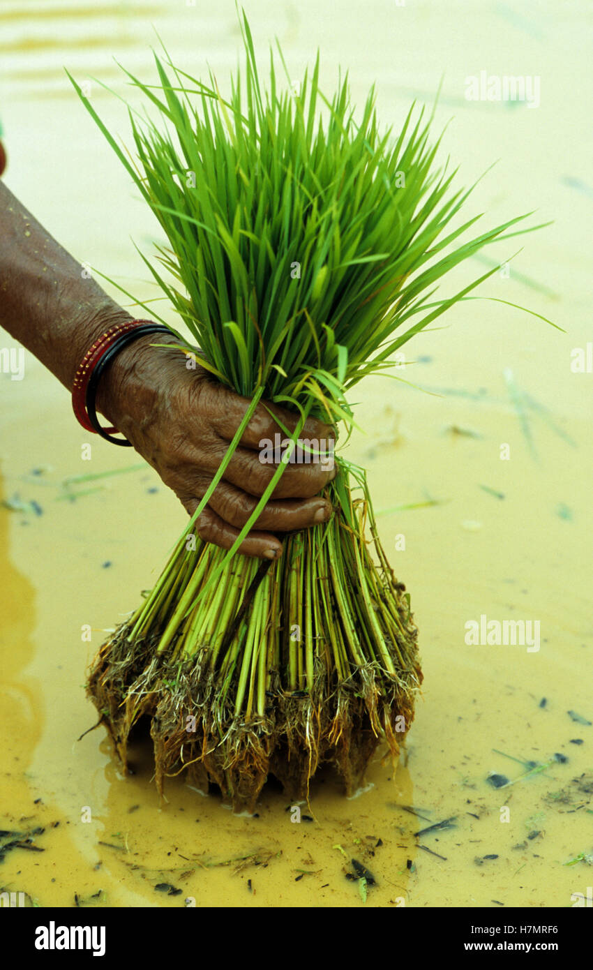 INDIA Karnataka, Moodbidri, rice farming, women replant rice seedlings ...