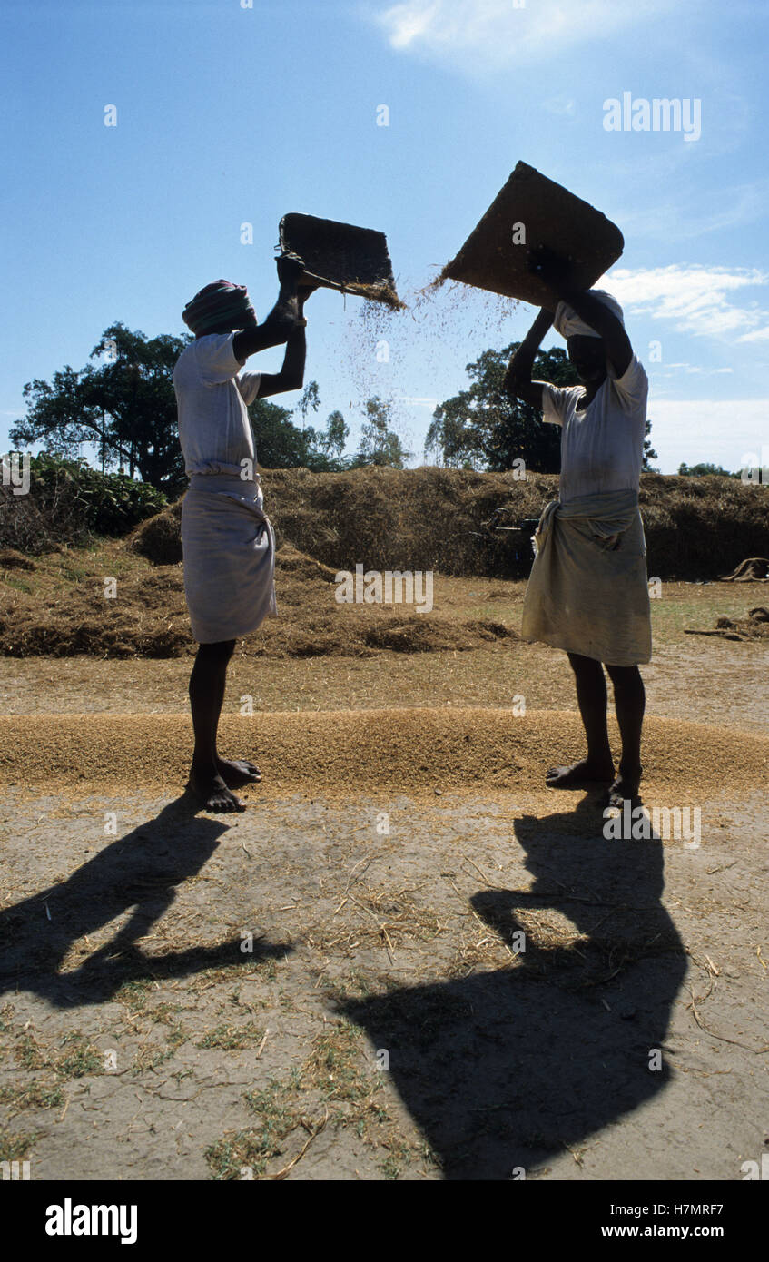 INDIA Tamil Nadu, rice farming, man winnowing rice to separate grain ...