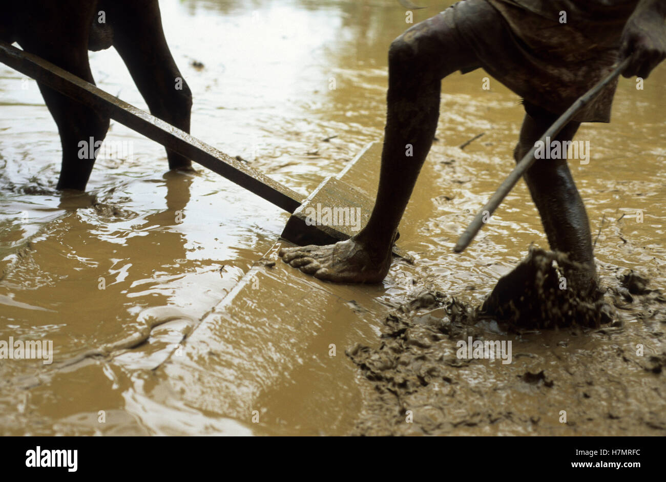 INDIA Karnataka, Moodbidri, rice farming, plowing with water buffalo ...