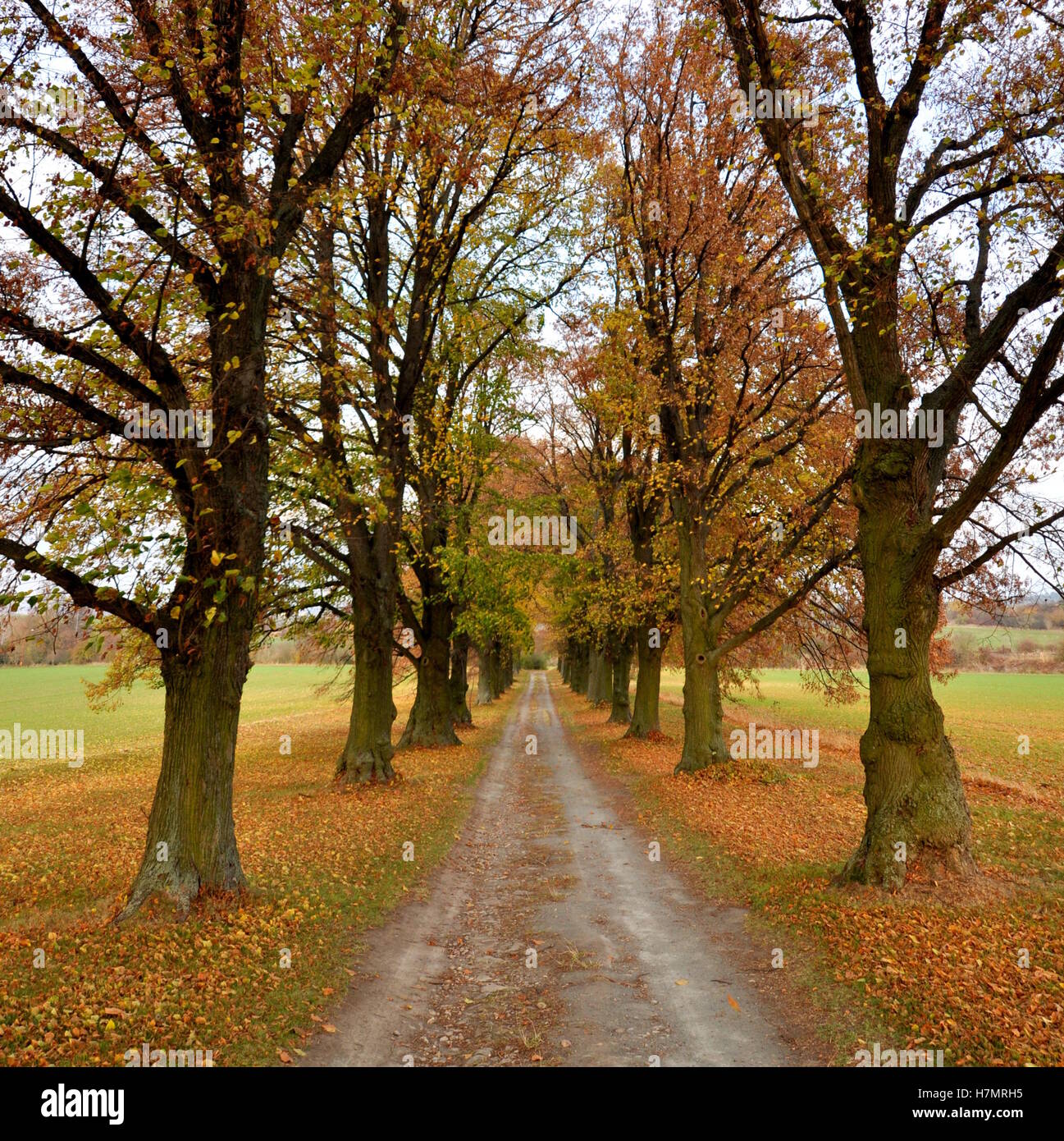 Linden alley of jan hus hi-res stock photography and images - Alamy