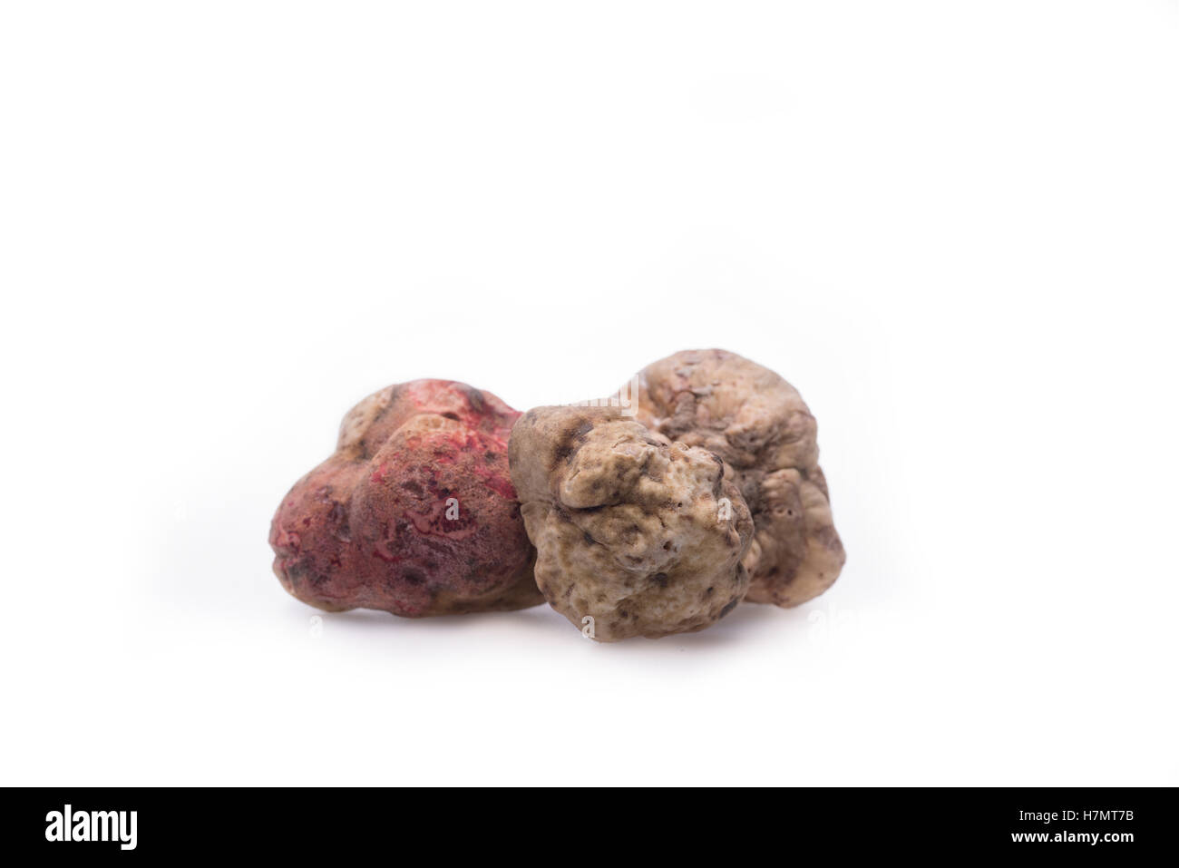 Alba white truffle tuber on isolated white background Stock Photo - Alamy