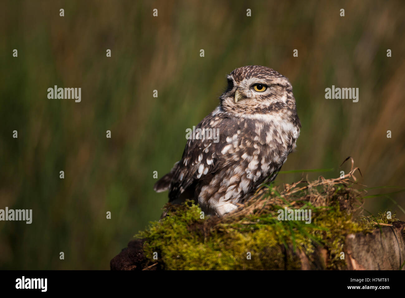 Little owl uk hi-res stock photography and images - Alamy