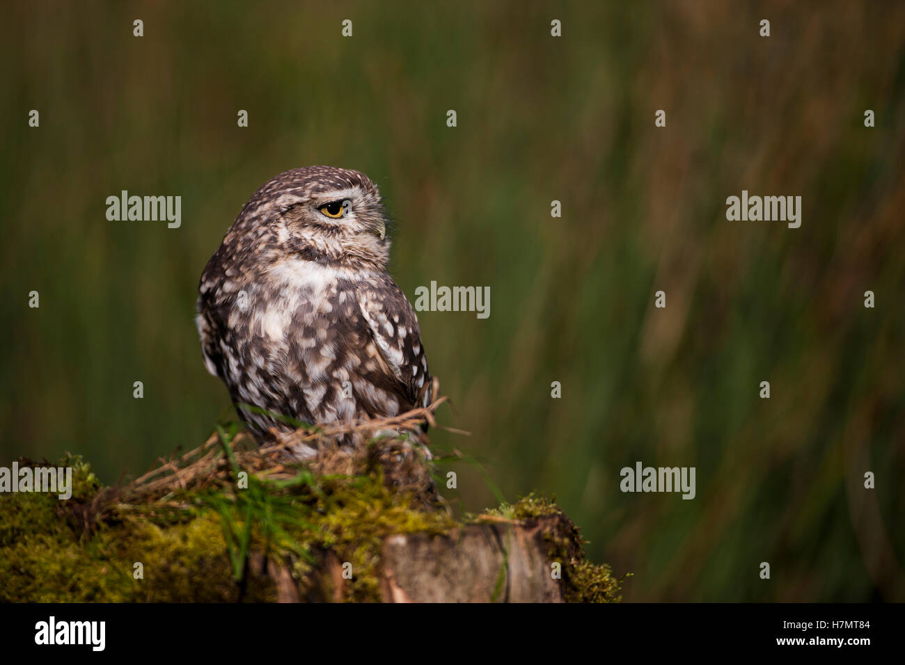 Portrait stood bird hi-res stock photography and images - Alamy