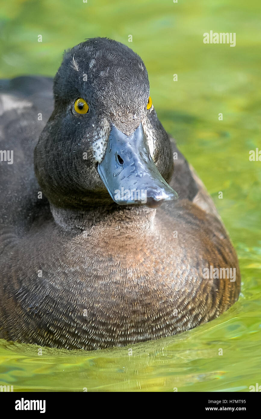 waterfowl duck on the water Stock Photo - Alamy