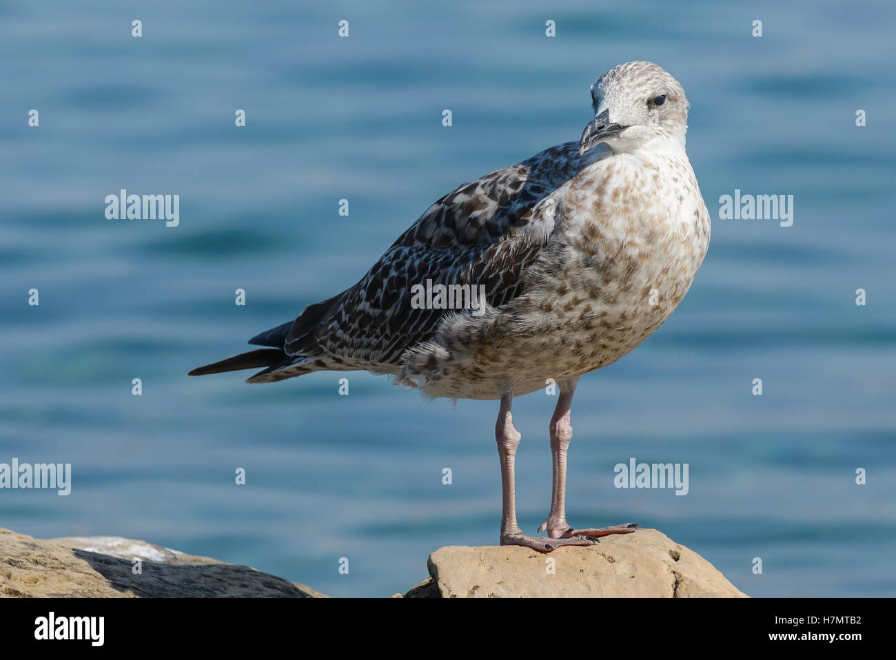 Outside photo of seagull bird close-up Stock Photo - Alamy
