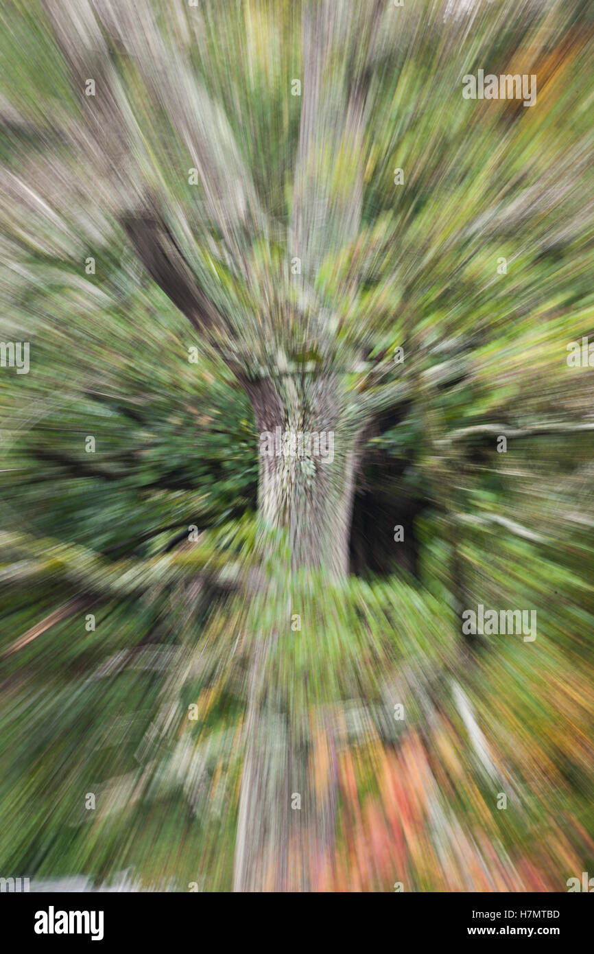 Zoomed autumn leaves hi-res stock photography and images - Alamy