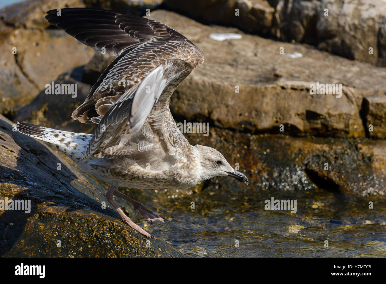 Outside photo of seagull bird close-up Stock Photo - Alamy