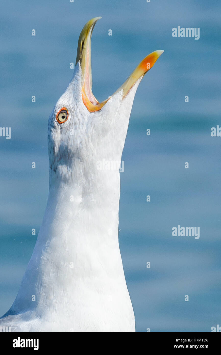 Outside photo of seagull bird close-up Stock Photo - Alamy