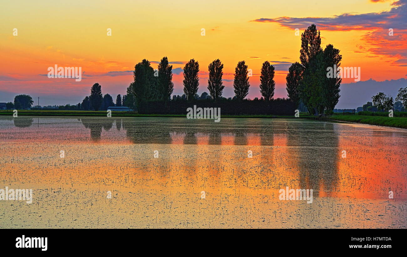 Rice field at sunset Stock Photo - Alamy