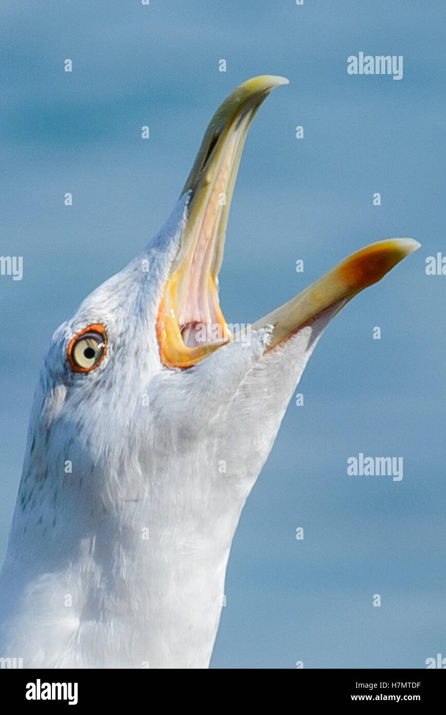 Outside photo of seagull bird close-up Stock Photo - Alamy