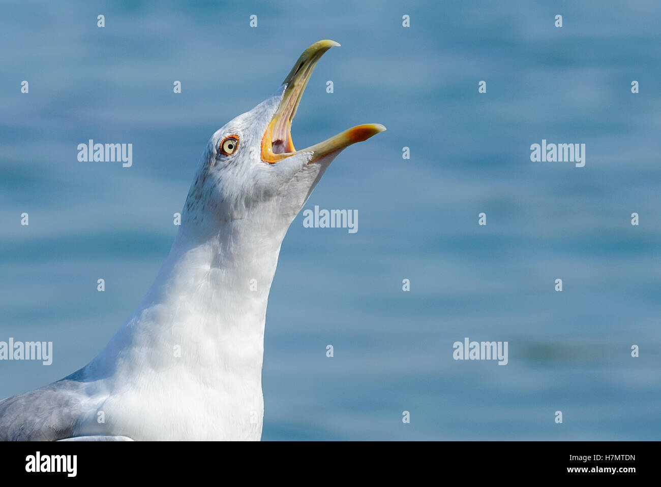 Outside photo of seagull bird close-up Stock Photo - Alamy
