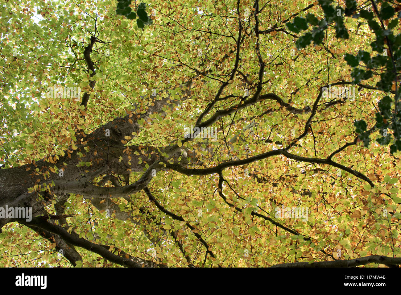 Beech tree autumn leaves hi-res stock photography and images - Alamy