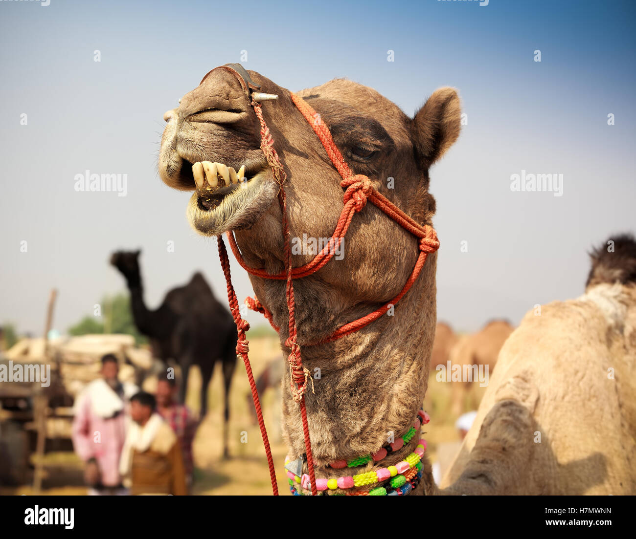 Decorated camel at the Pushkar fair. Rajasthan, India, Asia Stock Photo ...