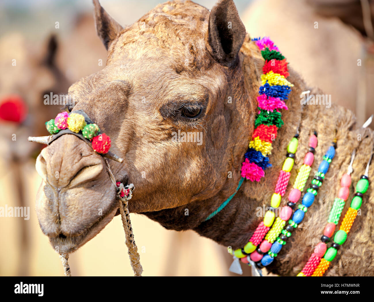 Decorated camel at the Pushkar fair. Rajasthan, India, Asia Stock Photo ...