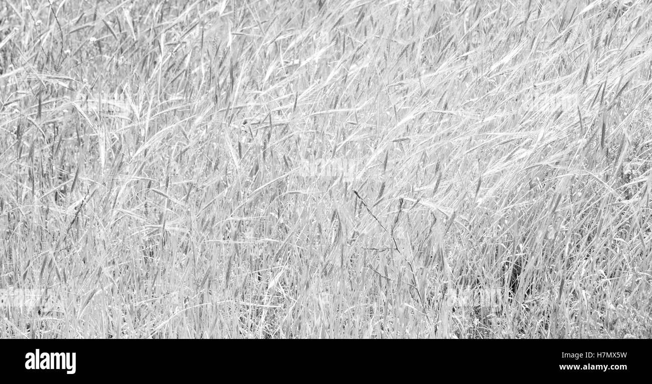 Spring bread barley spike Black and White Stock Photos & Images - Alamy