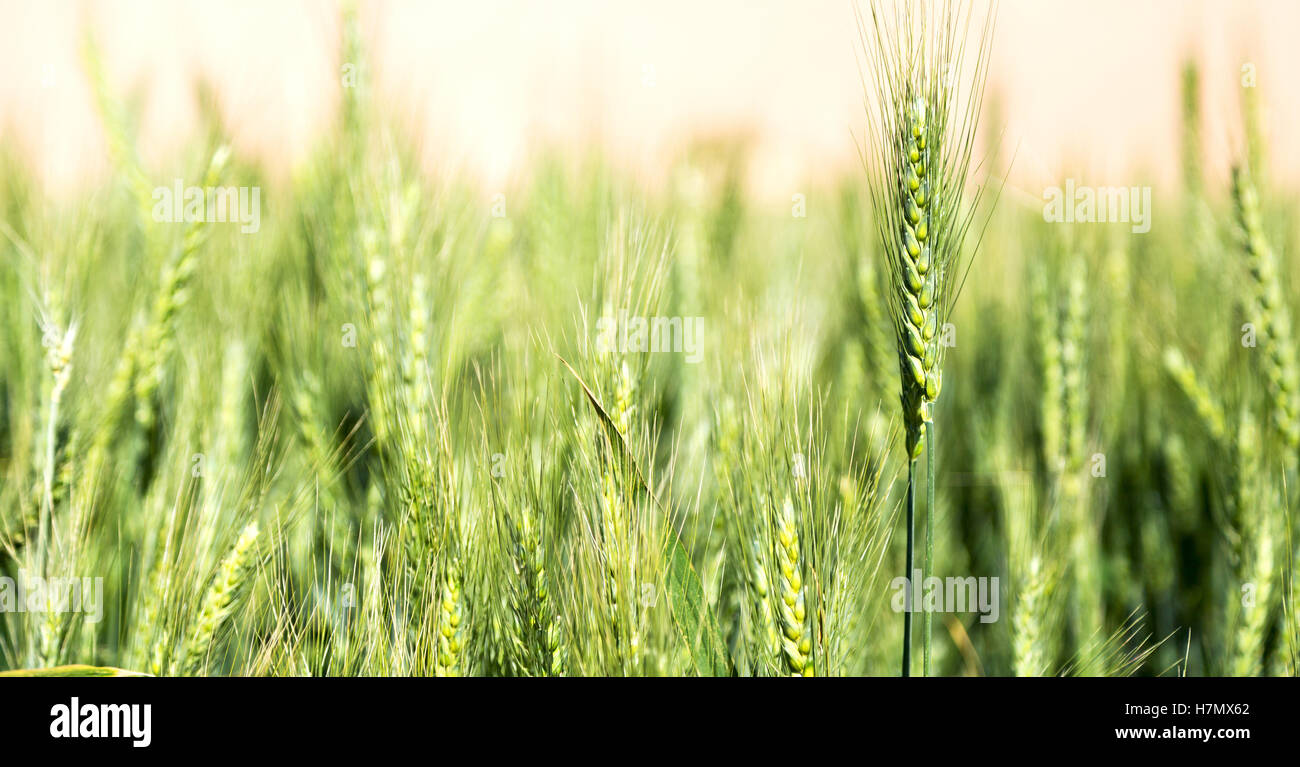 blur in iran cultivated farm grass and healty green natural wheat Stock ...