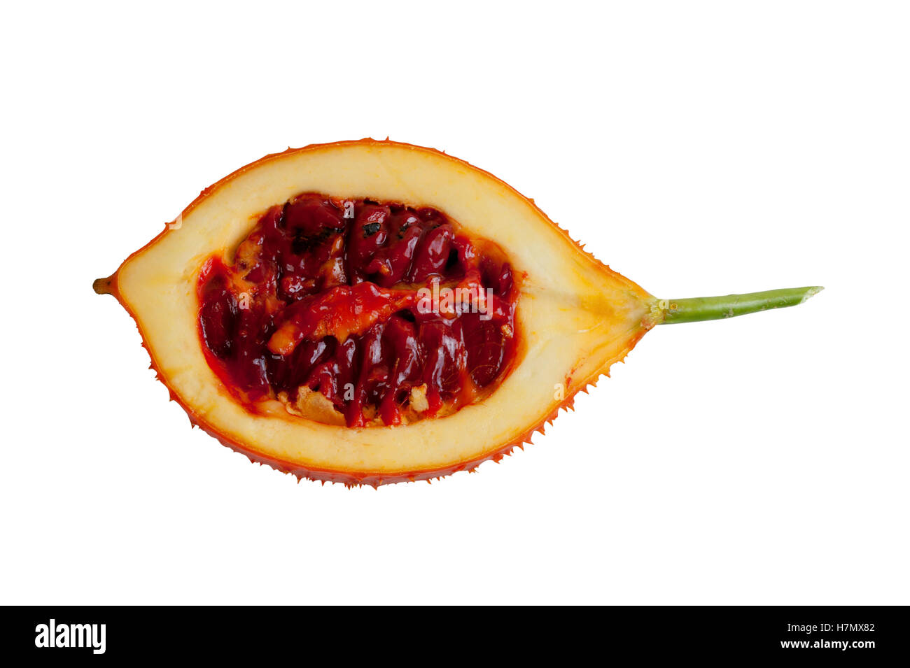 Baby Jackfruit isolated sliced in half (Or Cochinchin Gourd, Spiny ...