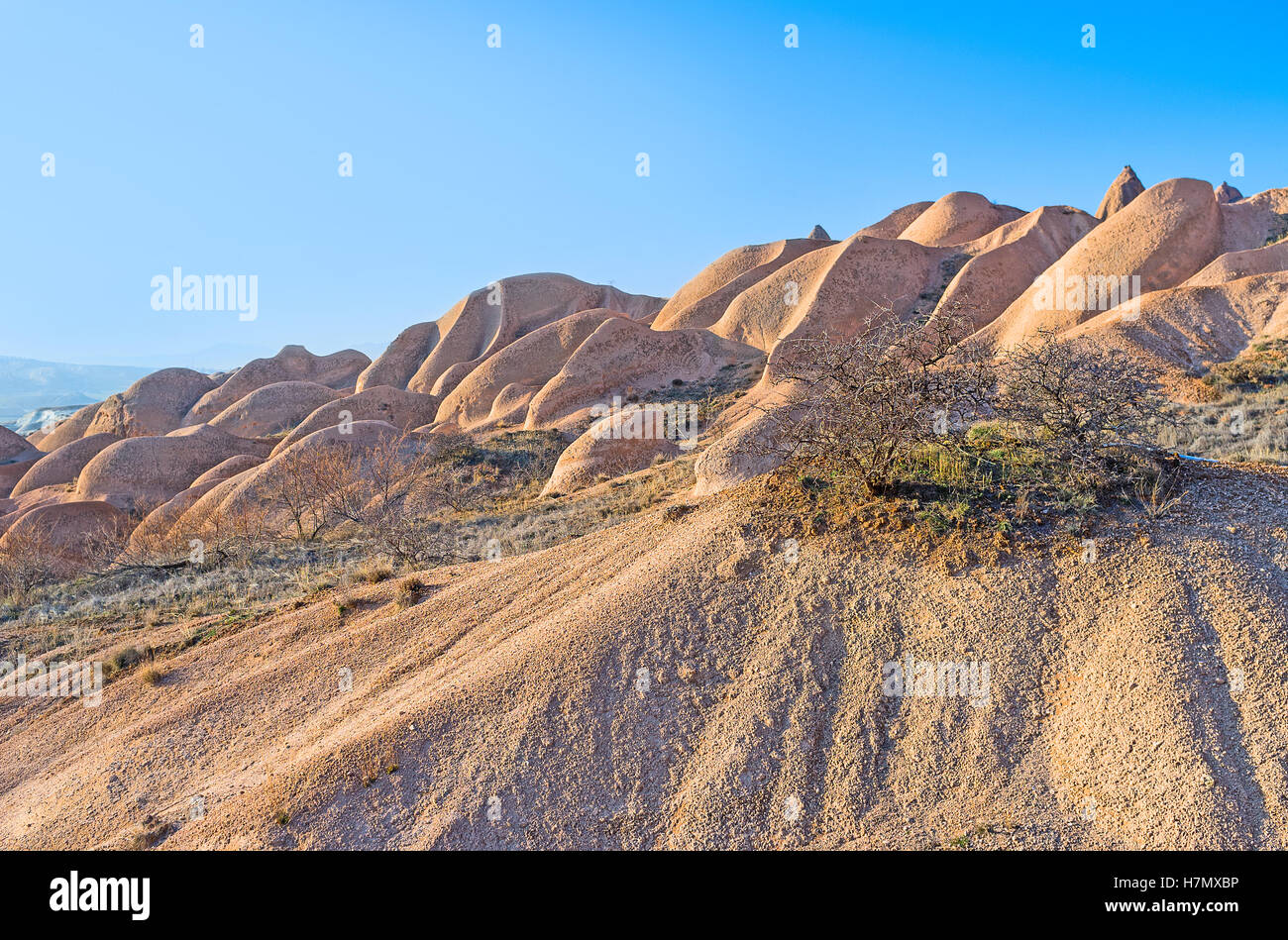 The mountain vegetation grows on the rocks of Cappadocia, Turkey Stock ...