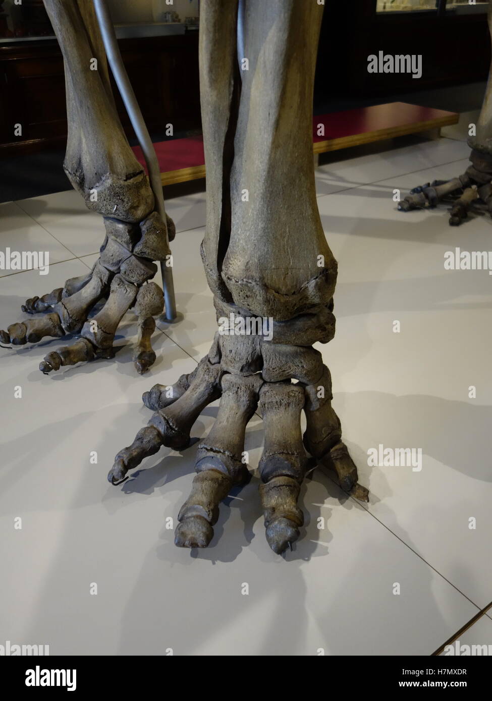 Segments of a Mastodon skeleton in Manchester Museum Stock Photo - Alamy