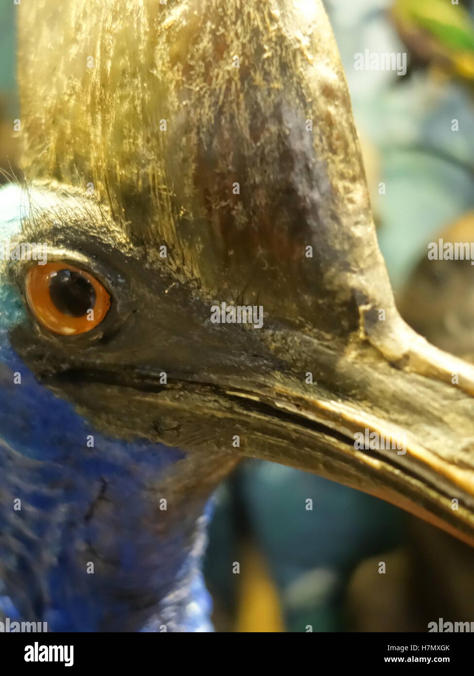 A close up of a taxidemy Rhea bird's face Stock Photo - Alamy