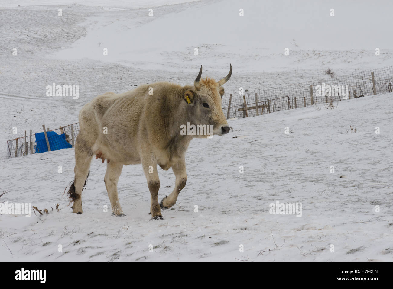 a view of a cow in a snow hill Stock Photo - Alamy