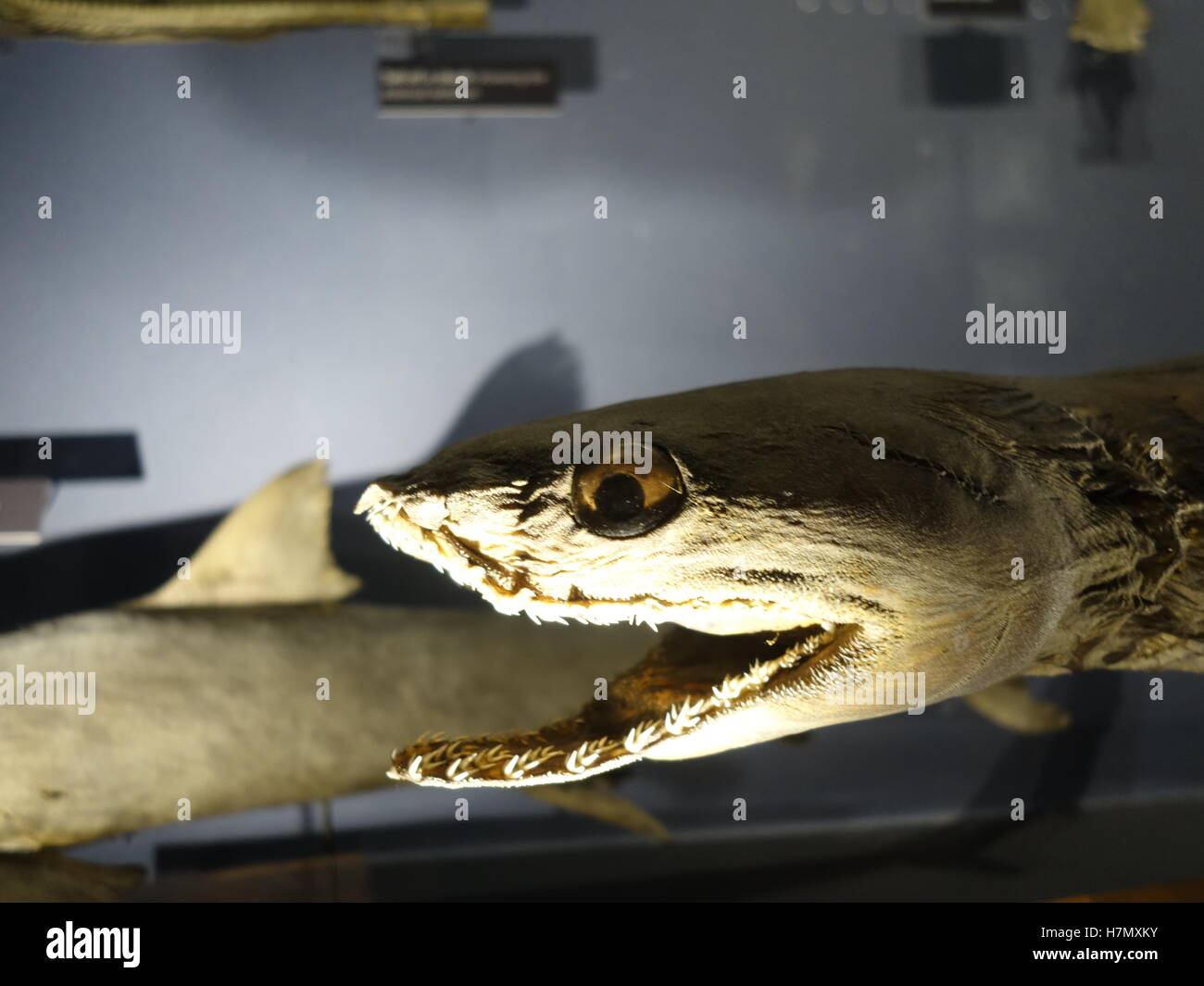 A scary fish with a lot of teeth in a museum Stock Photo - Alamy