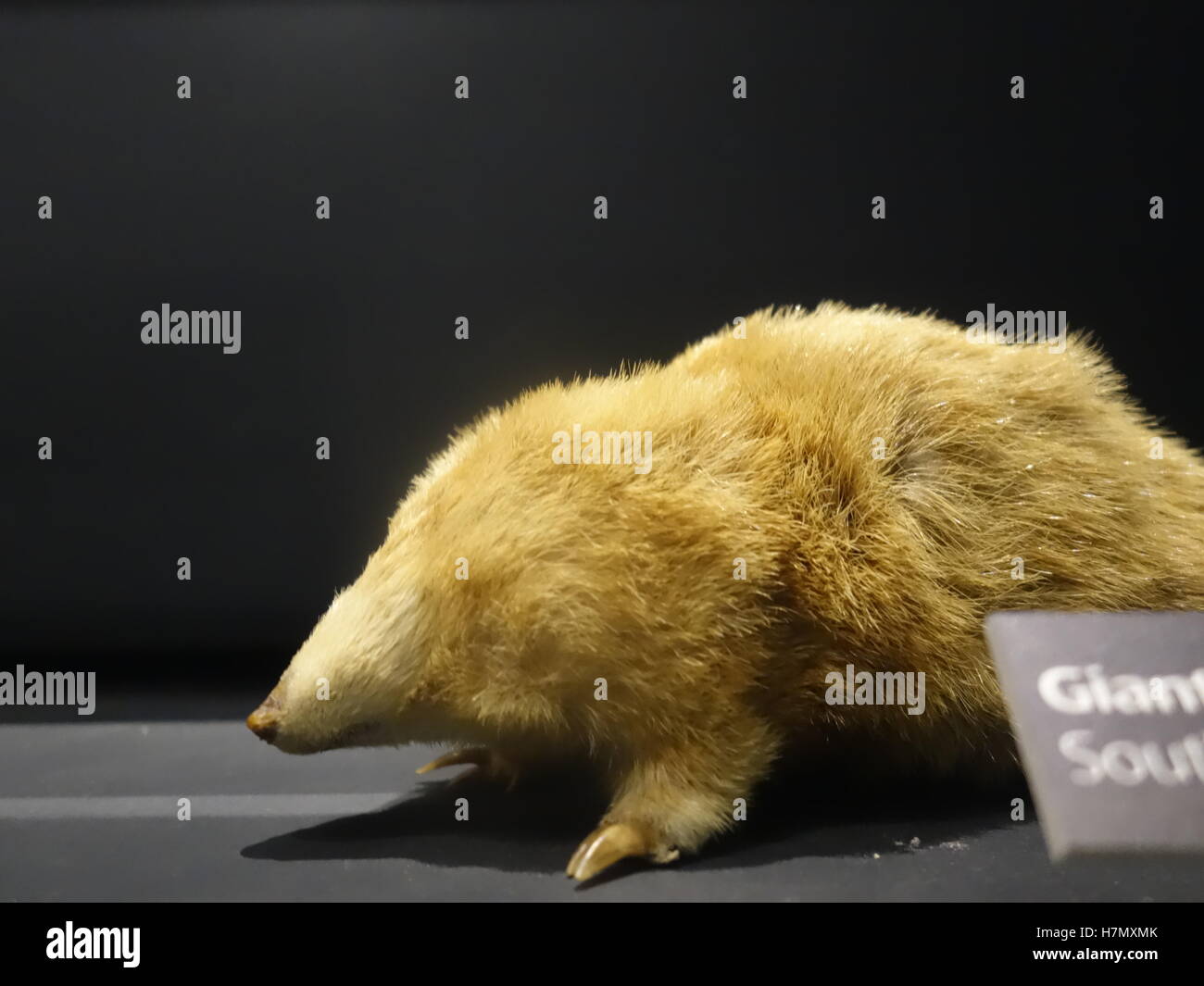 A giant white mole taxidermy specimen Stock Photo - Alamy