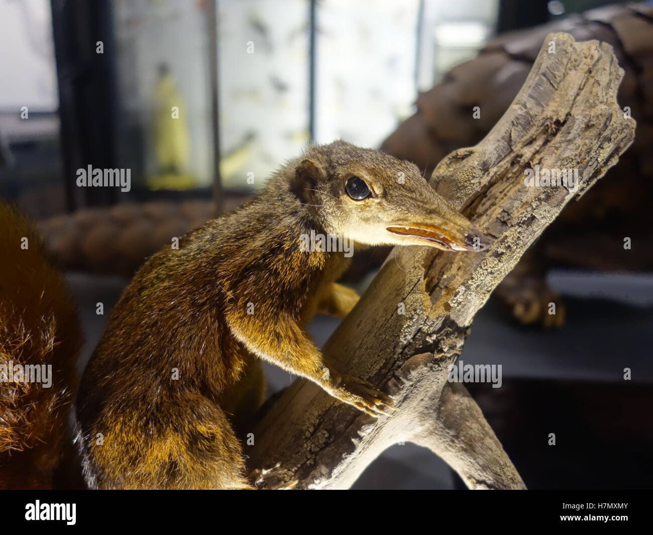 Treeshrew hi-res stock photography and images - Alamy