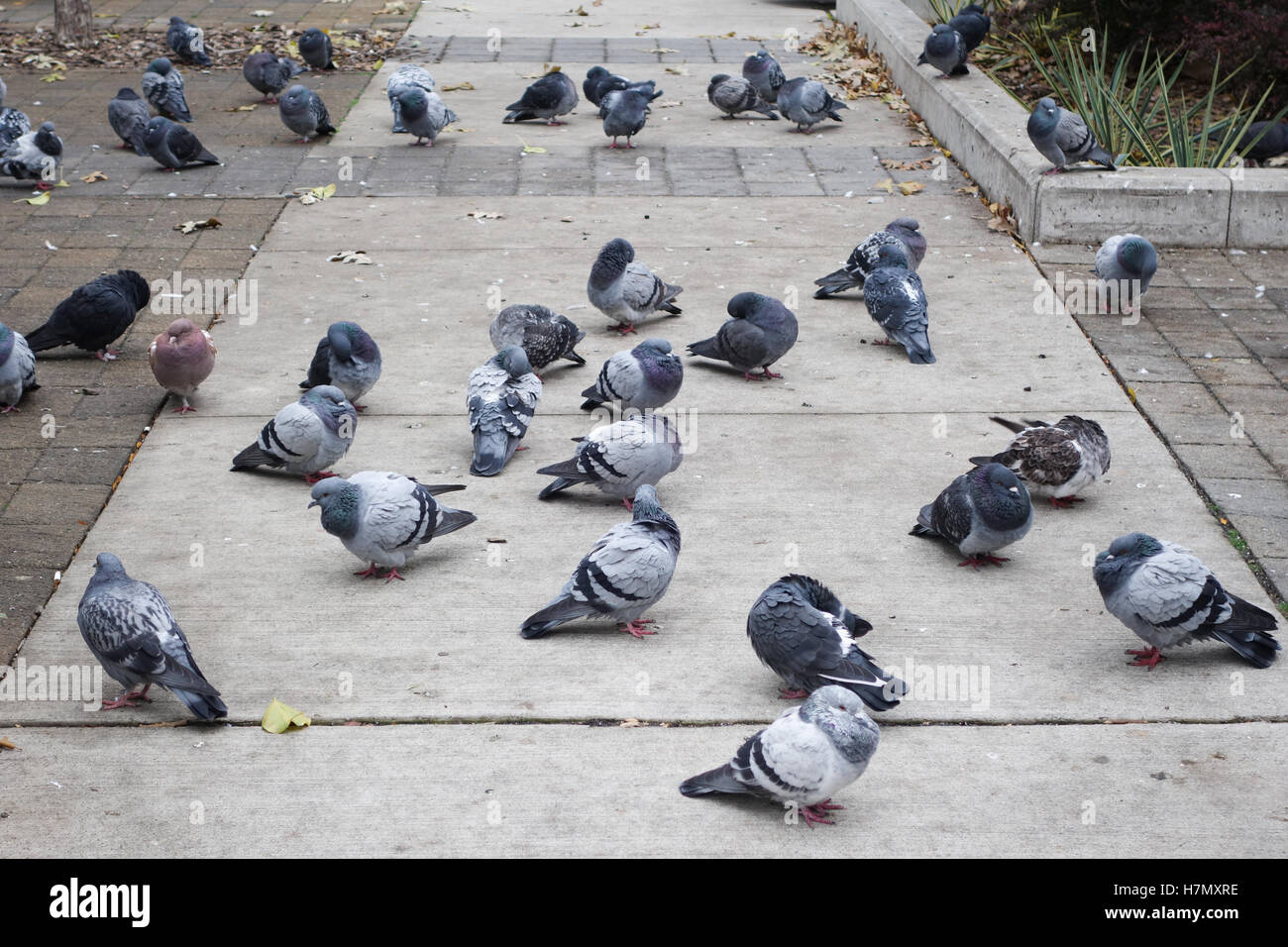 Street pigeon hi-res stock photography and images - Alamy