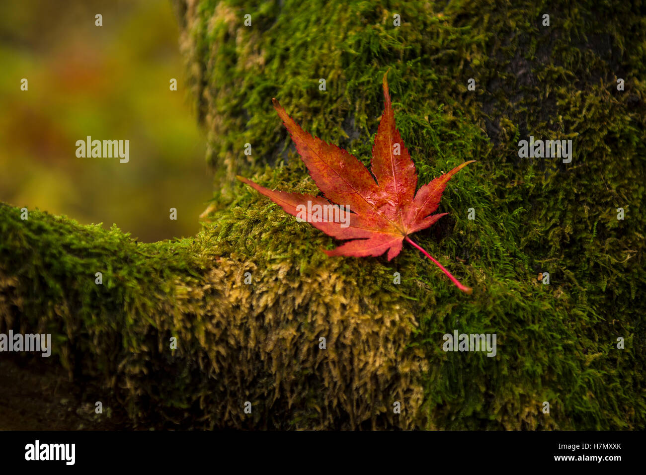 Fall in England Stock Photo - Alamy