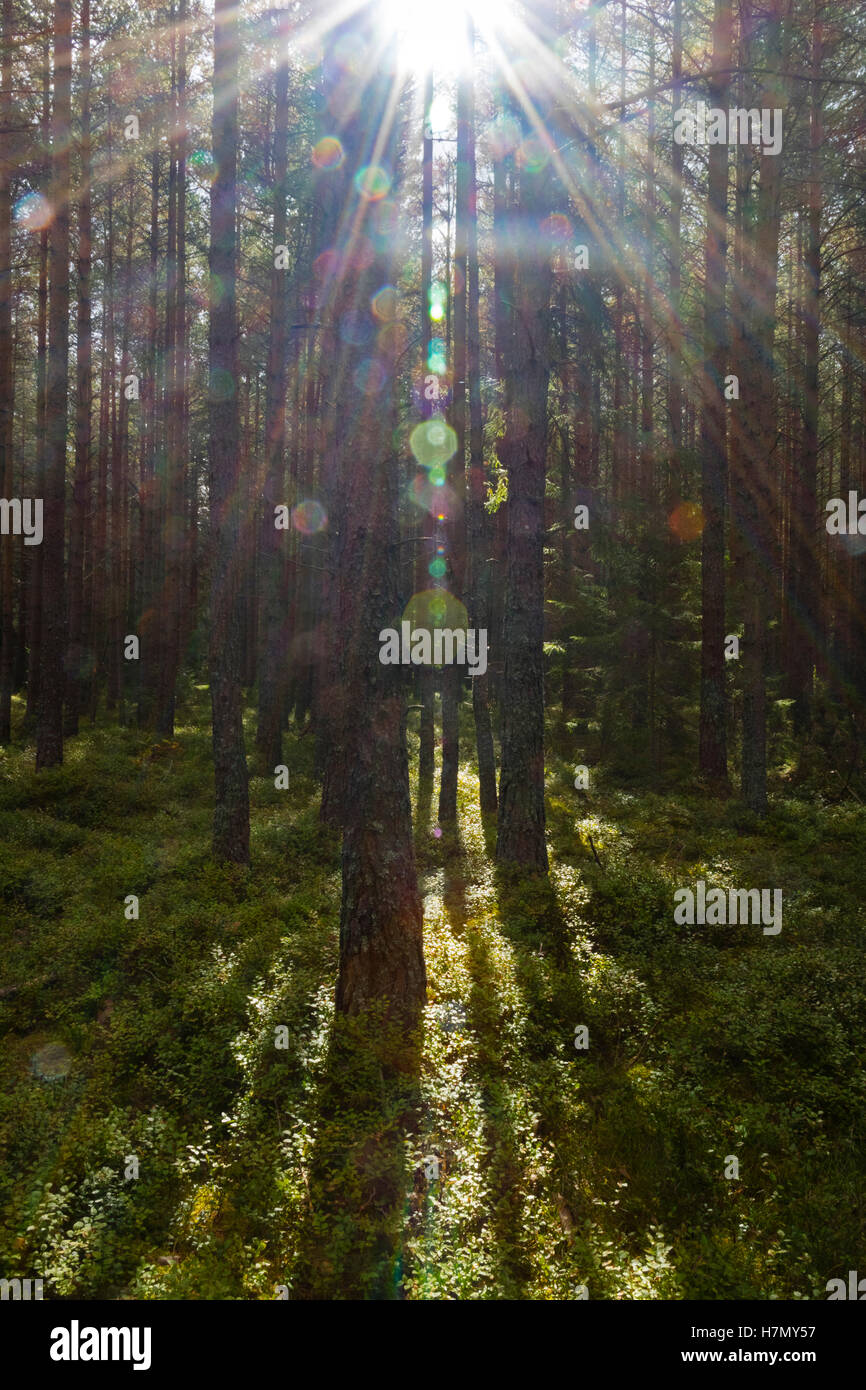 Setesdal hi-res stock photography and images - Alamy