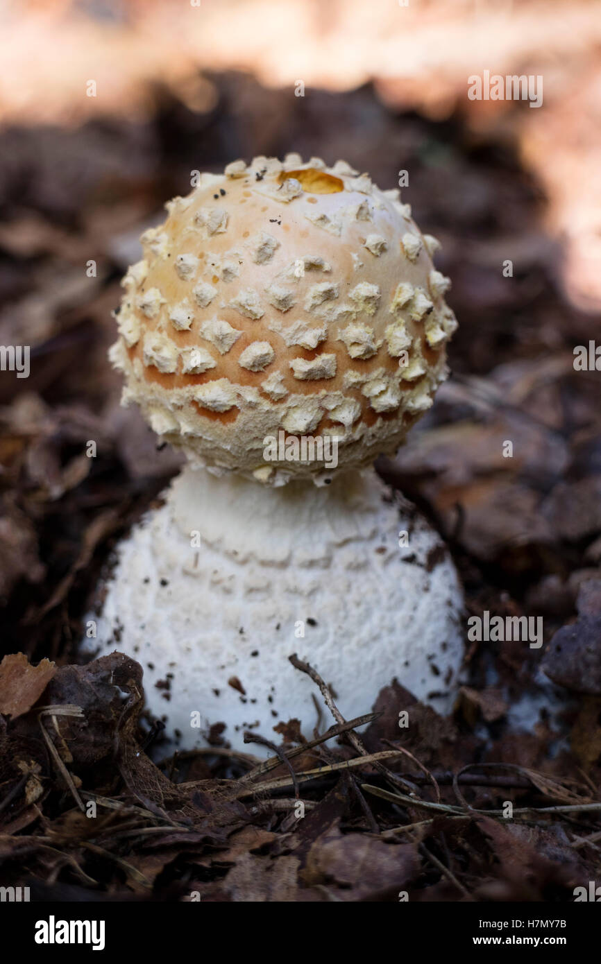 Round mushroom cap hi-res stock photography and images - Alamy