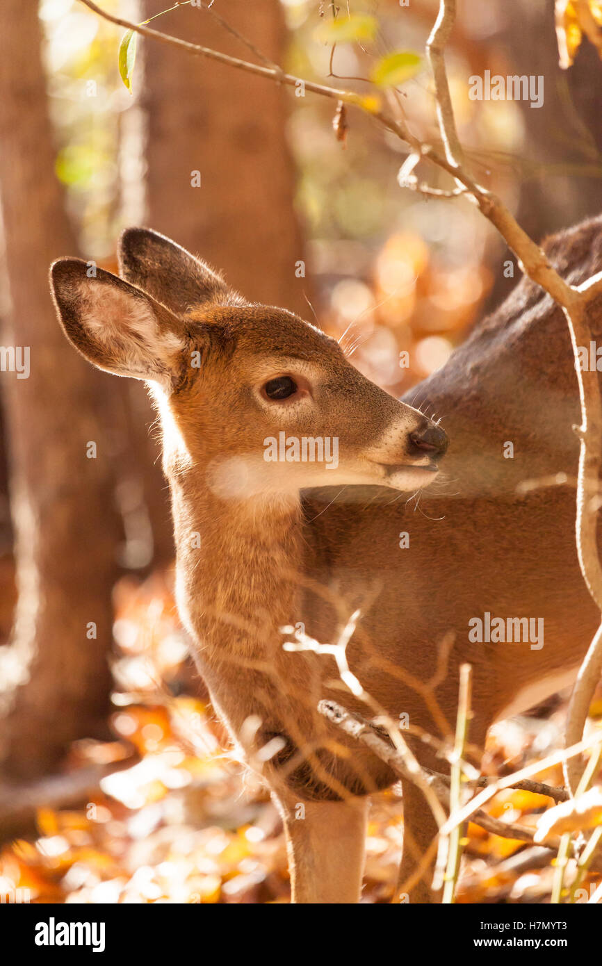 A young whitetailed deer doe grazes in the forest Stock Photo - Alamy