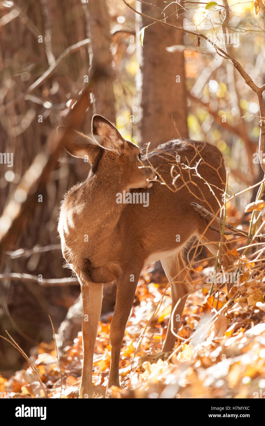 Doe grooming fawn hi-res stock photography and images - Alamy