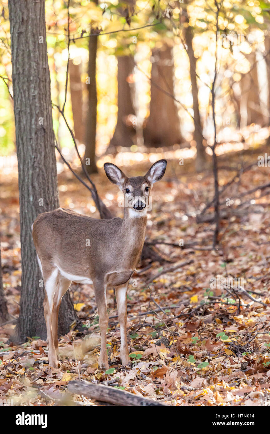 A young whitetailed deer doe grazes in the forest Stock Photo - Alamy