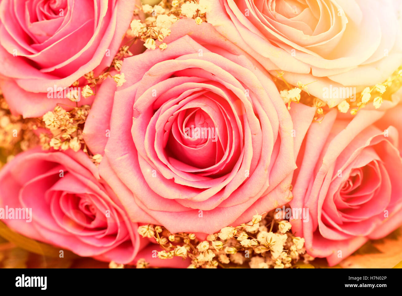 Bouquet of fresh pink roses in the sunset Stock Photo - Alamy