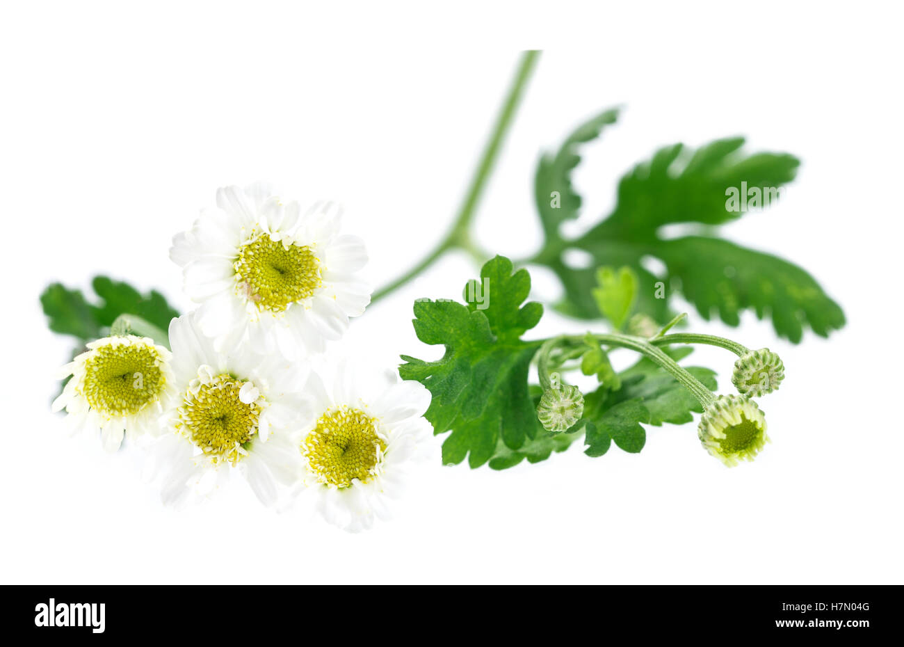 Chamomile Matricaria chamomilla Stock Photo - Alamy