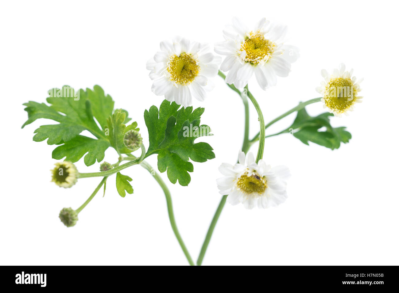 Chamomile Matricaria chamomilla Stock Photo - Alamy