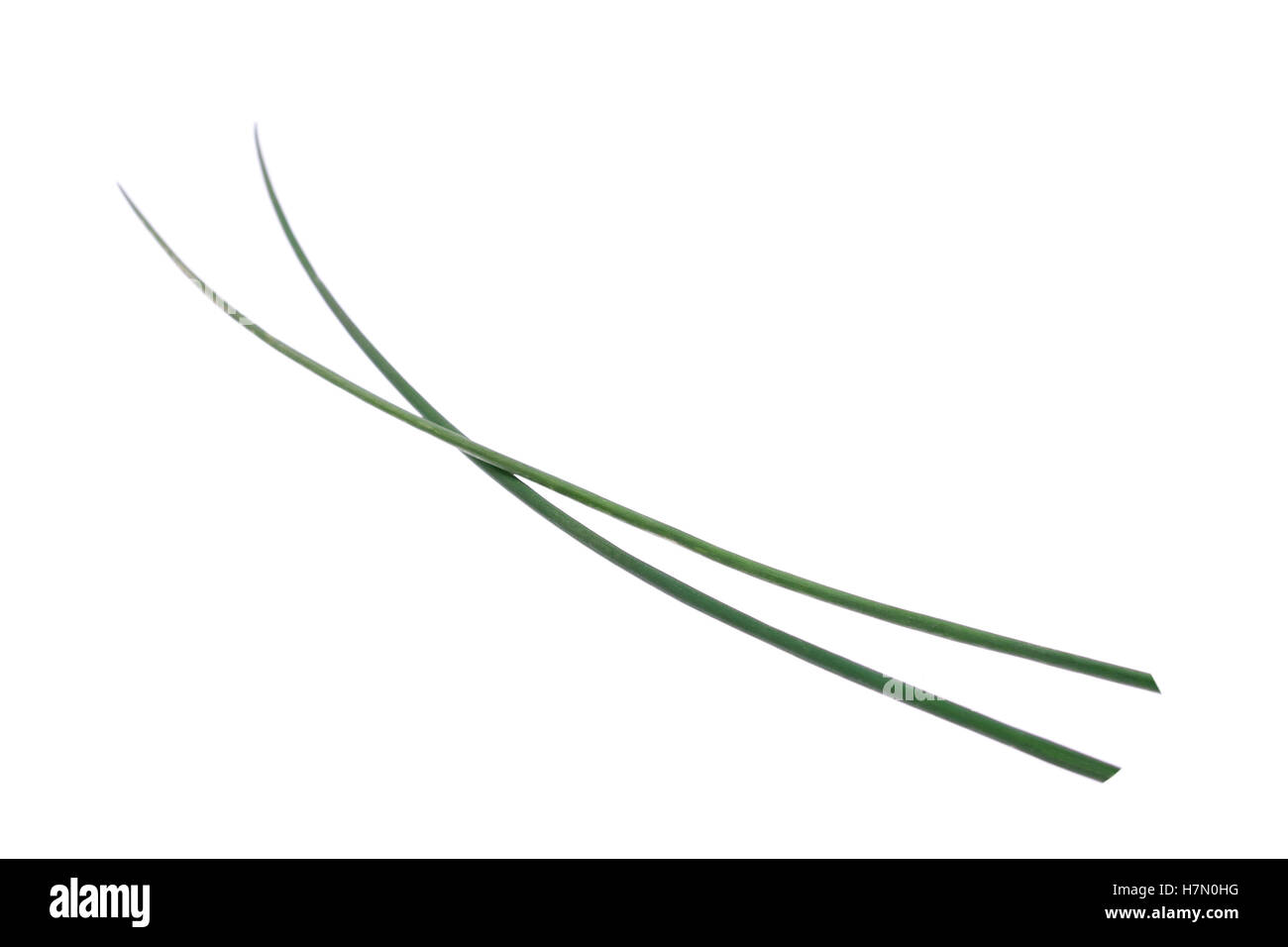 small Chives bunch isolated on white background Stock Photo - Alamy