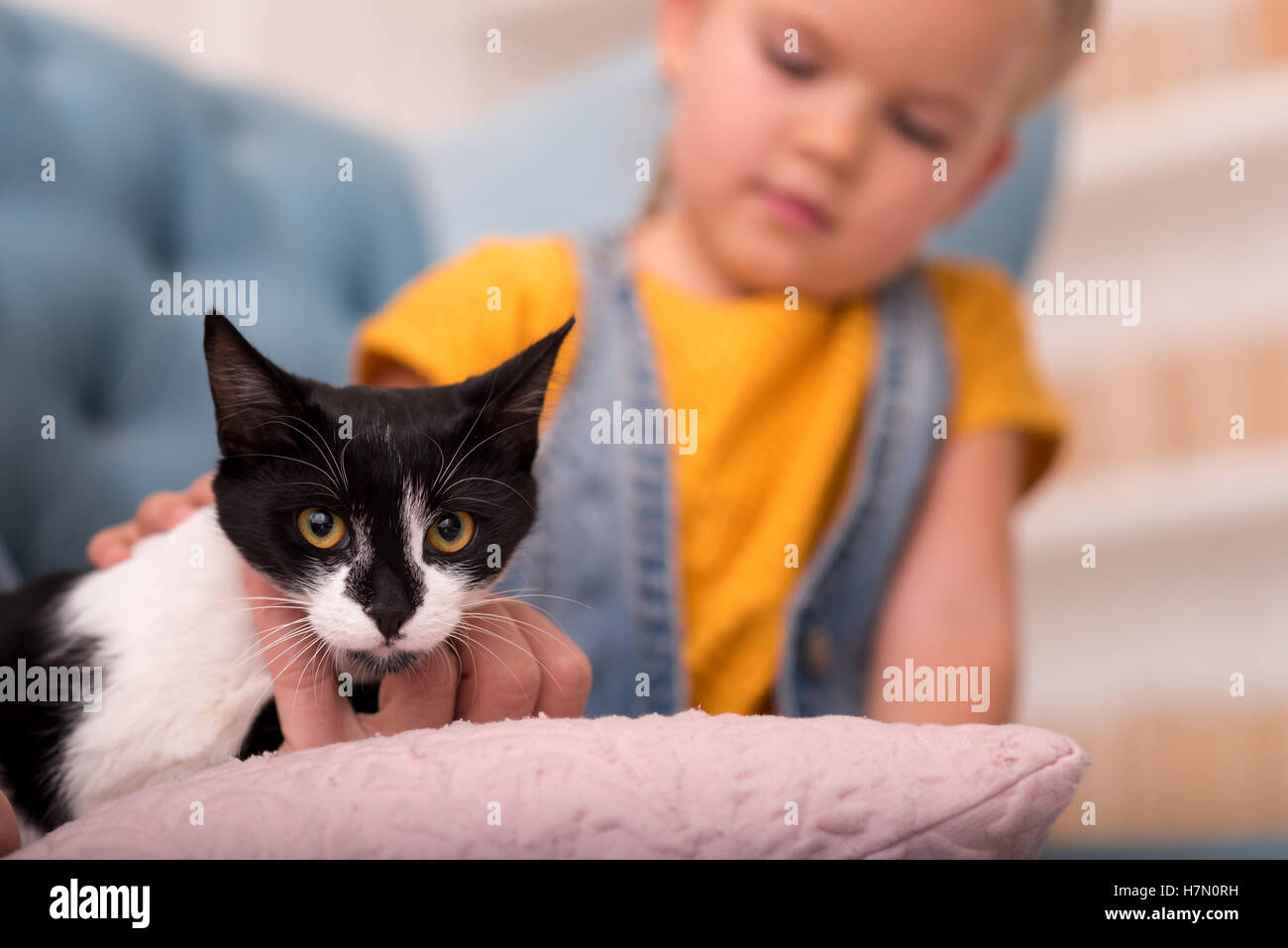 Cute nice cat looking at you Stock Photo - Alamy