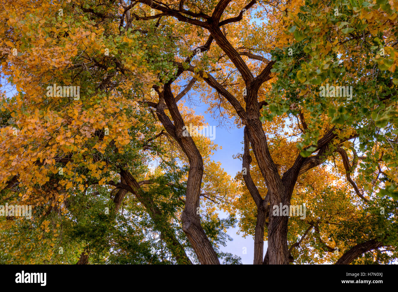 Albuquerque autumn fall hi-res stock photography and images - Alamy