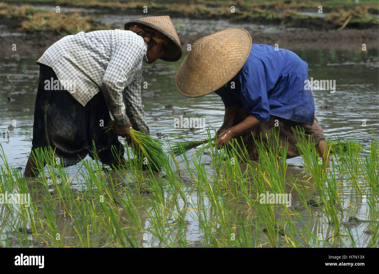Indonesia, Java, rice farming, women replant rice seedlings from ...