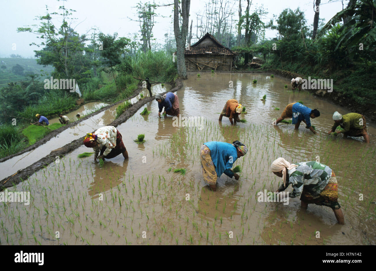 Indonesia, Java, rice farming, women replant rice seedlings from ...