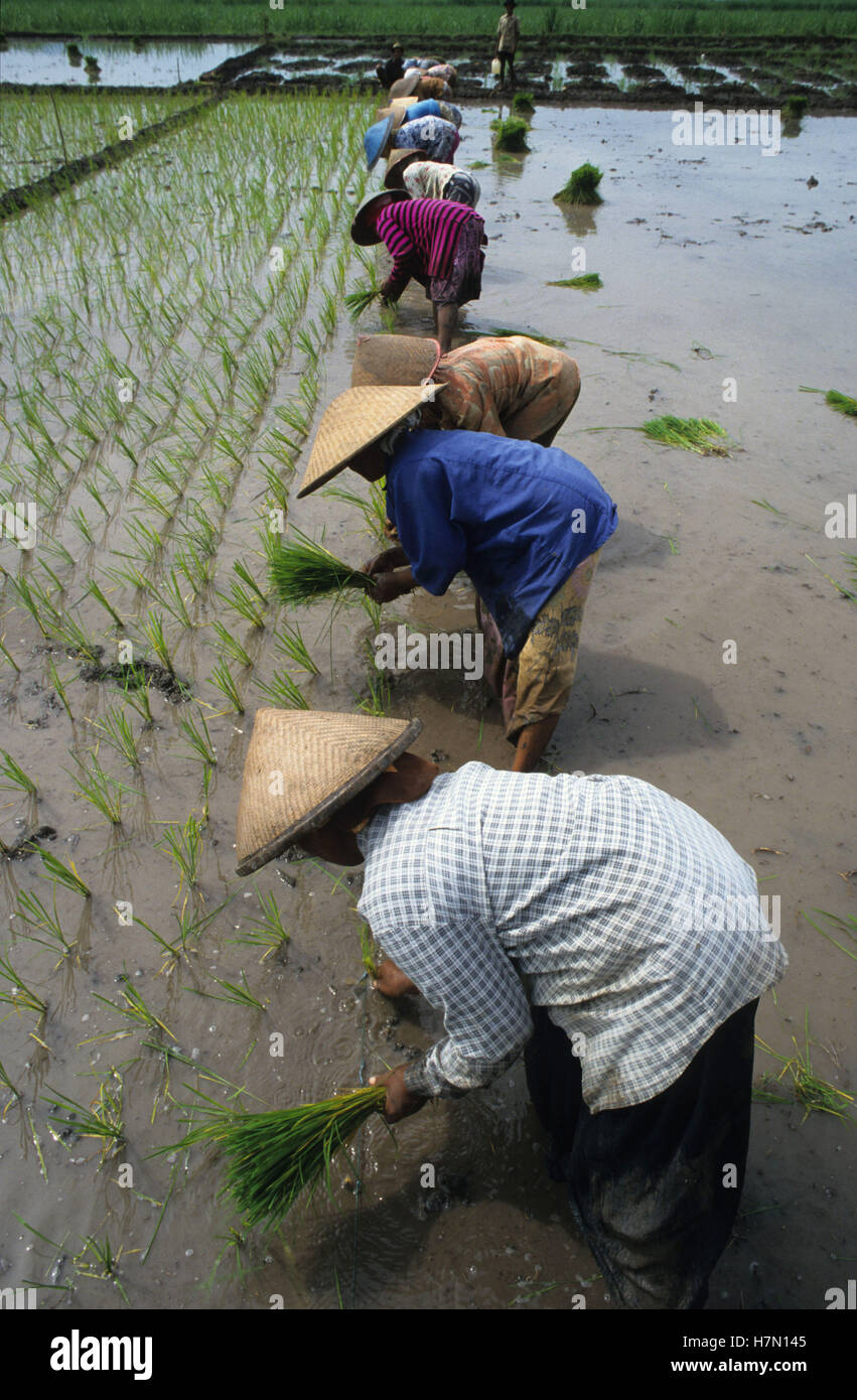 Indonesia, Java, rice farming, women replant rice seedlings from ...