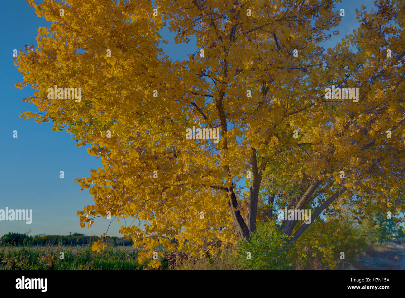Albuquerque autumn fall hi-res stock photography and images - Alamy