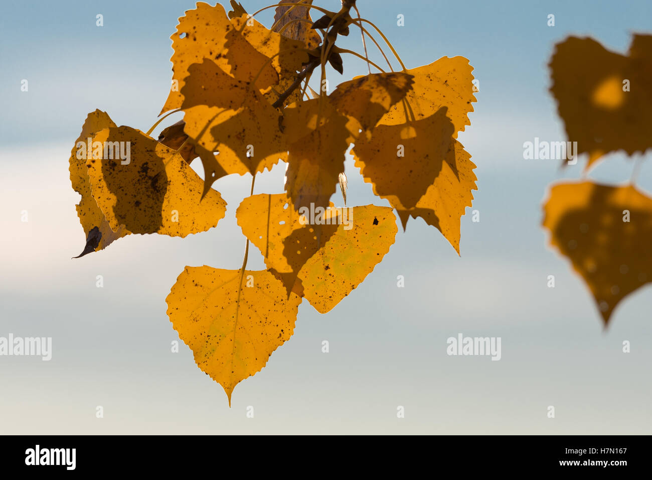 Albuquerque autumn fall hi-res stock photography and images - Alamy