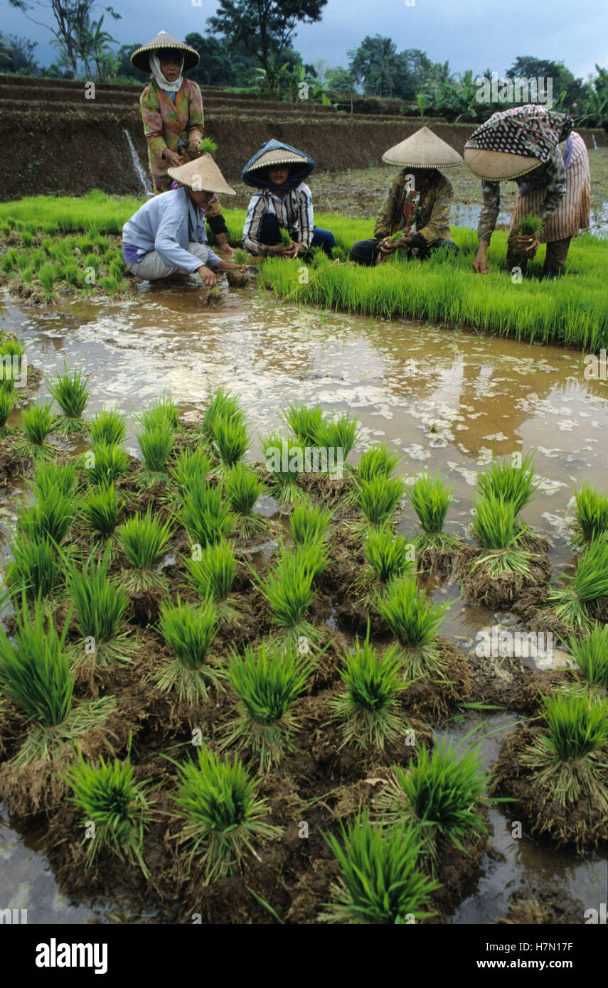 Indonesia, Java, rice farming, women replant rice seedlings from ...