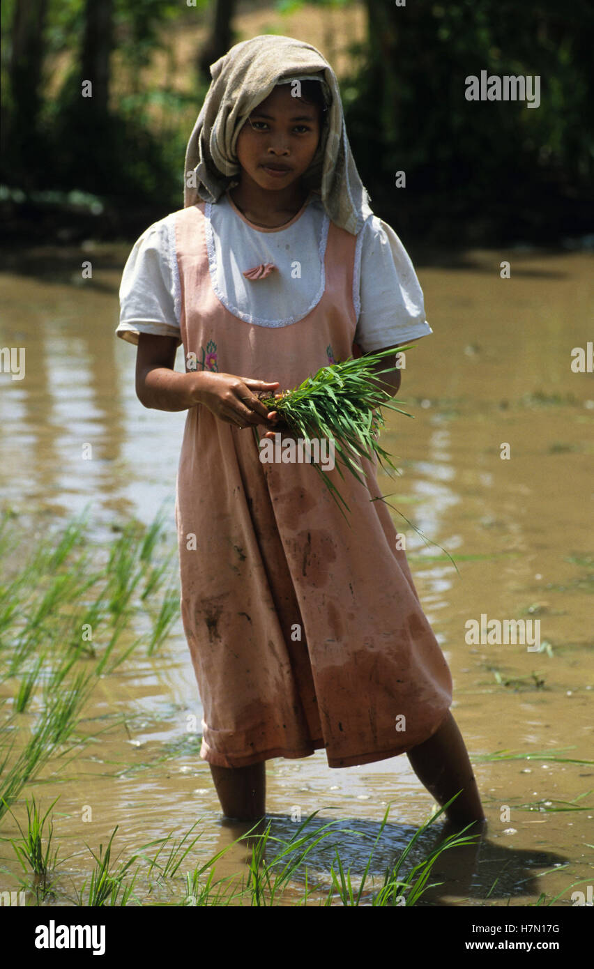 Indonesia, Java, rice farming, women replant rice seedlings from ...