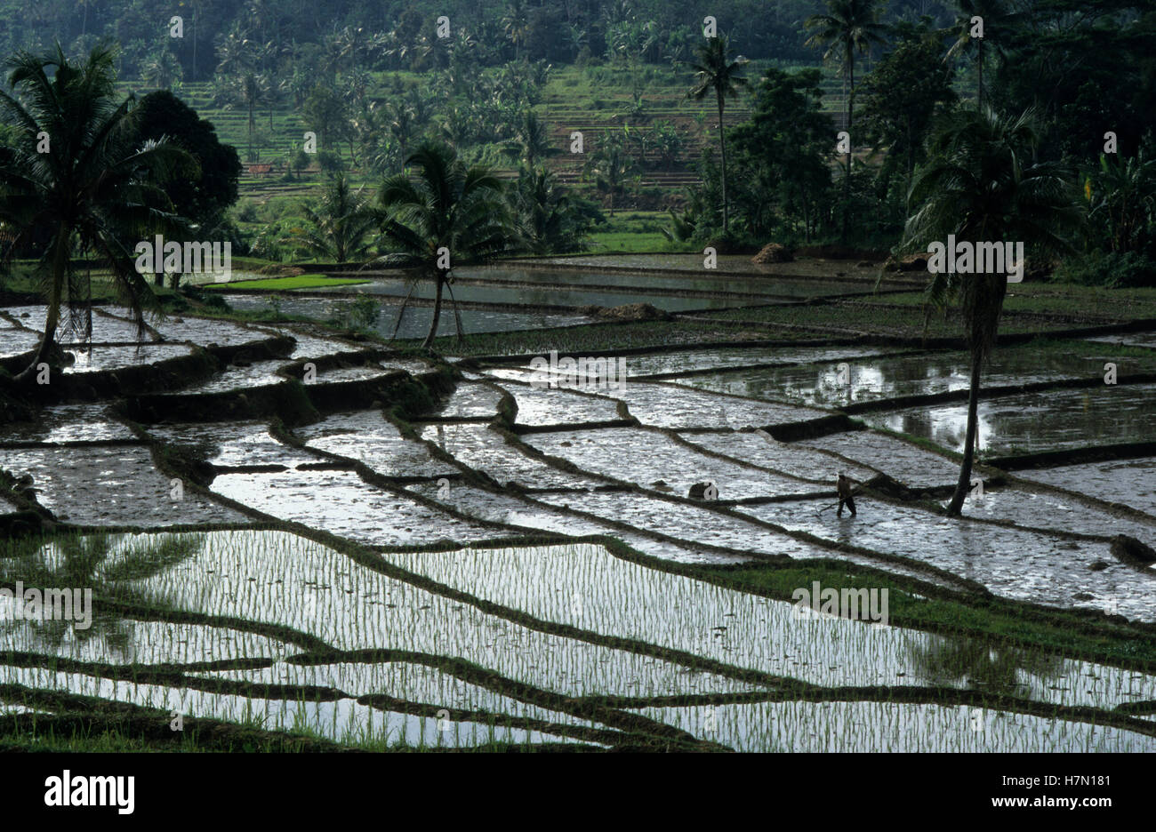 Indonesia, Java, rice farming, paddy fields under rain fed rrigation ...