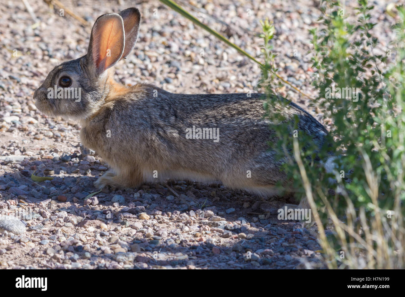 Desert cottontail rabbit hi-res stock photography and images - Alamy